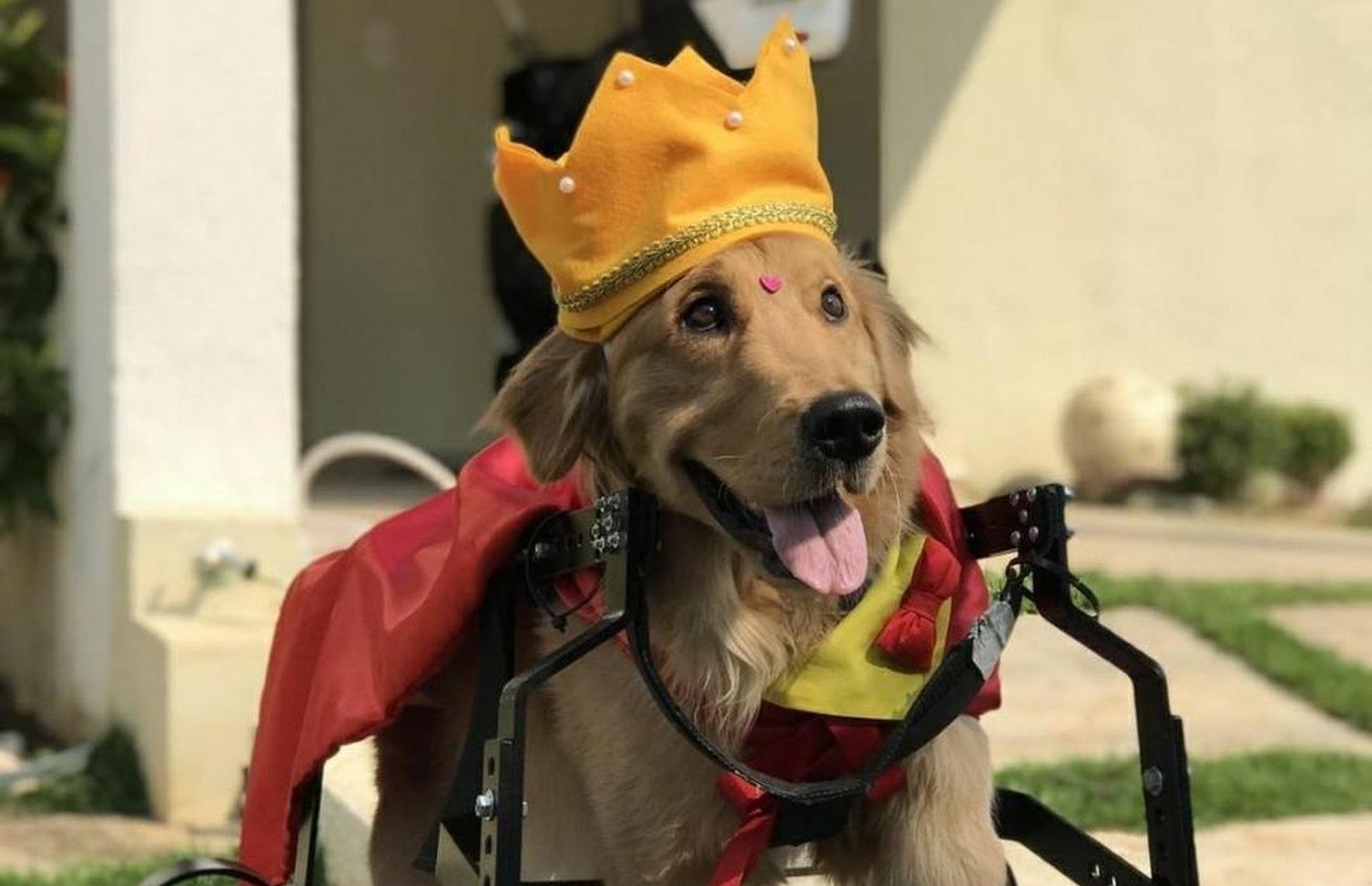 Carnaval pet tem ‘cãocurso’ de fantasias | Notícias