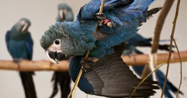 Nascimento de ararinha-azul no Brasil é marco para o futuro da espécie ...